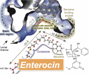 促肠活动素( Enterocin) | 化学空间 Chem-Station