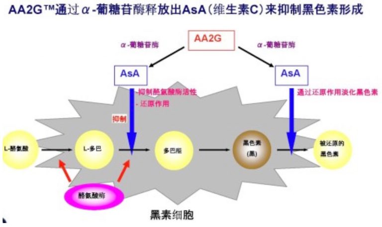 “美白黄金”——AA2G | 化学空间 Chem-Station