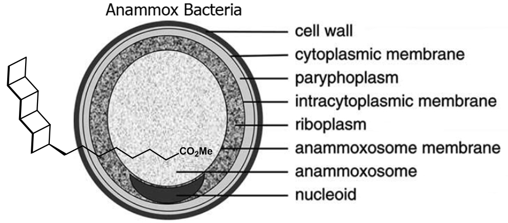 Pentacycloanammoxic acid methyl ester | 化学空间 Chem-Station