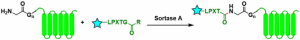 N-末端选择性蛋白质修饰 N-Terminus Selective Protein Modification | 化学空间 Chem-Station