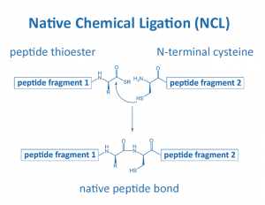 Native Chemical Ligation (NCL) | 化学空间 Chem-Station