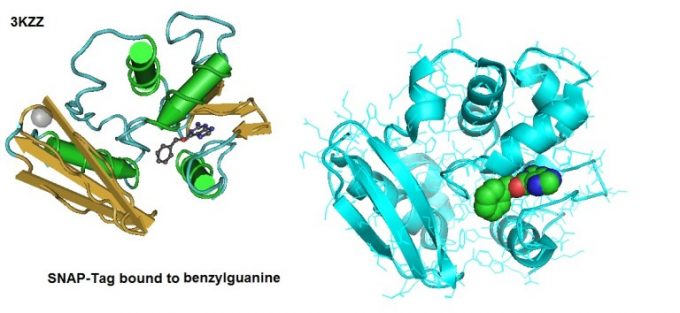 SNAP-tag_3 | 化学空间 Chem-Station
