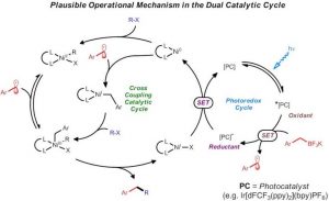 Gary A. Molander | 化学空间 Chem-Station