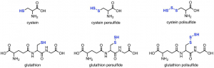 超硫分子的源泉：Sulfane sulfur | 化学空间 Chem-Station