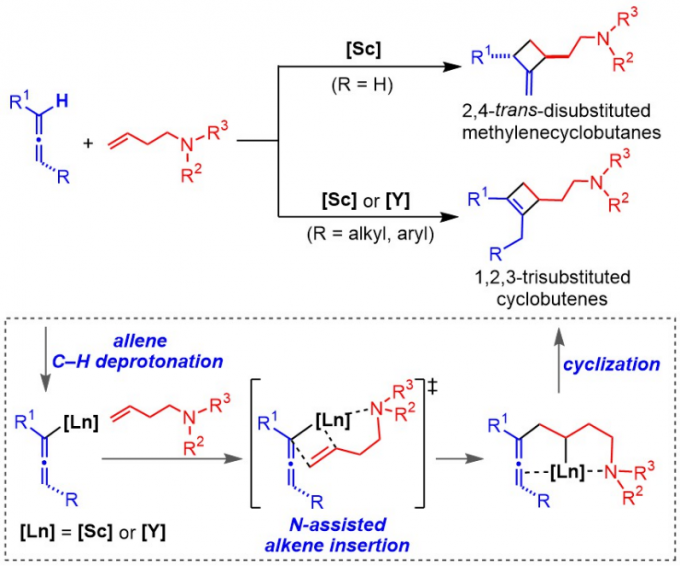 侯召民教授团队Angew. Chem.：半夹心型稀土金属络合物催化联烯与烯烃[2+2]环加成反应 | 化学空间 Chem-Station