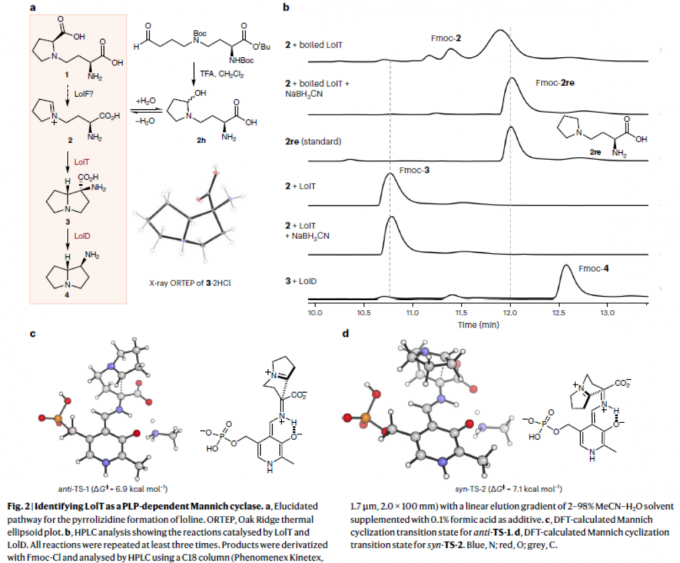 磷酸吡哆醛 (Pyridoxal 5′-phosphate, PLP)依赖型曼尼希类反应酶 | 化学空间 Chem-Station
