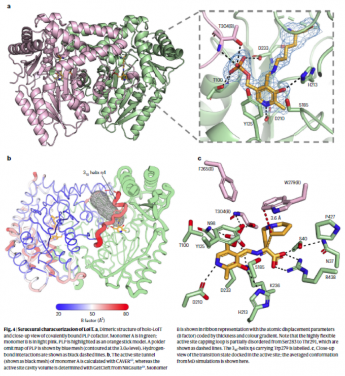 磷酸吡哆醛 (Pyridoxal 5′-phosphate, PLP)依赖型曼尼希类反应酶 | 化学空间 Chem-Station