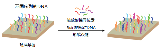 Edwin M. Southern | 化学空间 Chem-Station